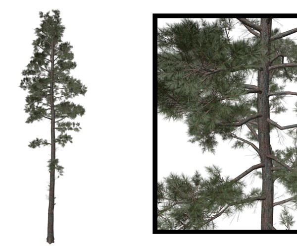 ArtStation - Scots Pine #01 (FBX) - High Poly Tree (3D Model) | Resources