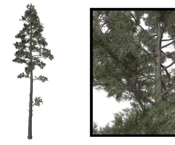 ArtStation - Scots Pine #02 (FBX) - High Poly Tree (3D Model) | Resources