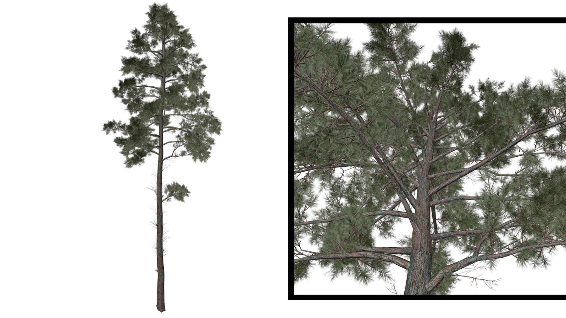 ArtStation - Scots Pine #04 (FBX) - High Poly Tree (3D Model) | Resources