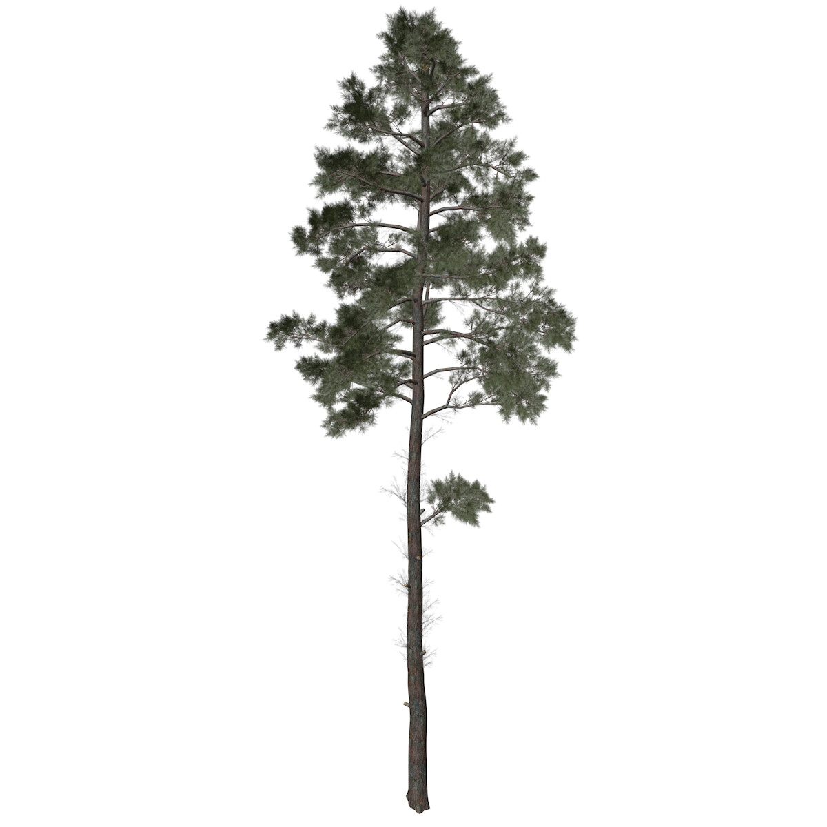 ArtStation - Scots Pine #04 (FBX) - High Poly Tree (3D Model) | Resources
