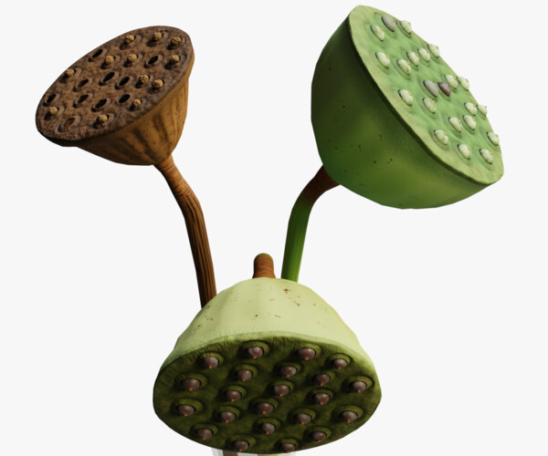 ArtStation - 3D Lotus Seed Pods | Resources