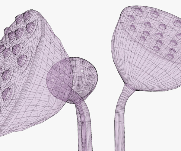 ArtStation - 3D Lotus Seed Pods | Resources