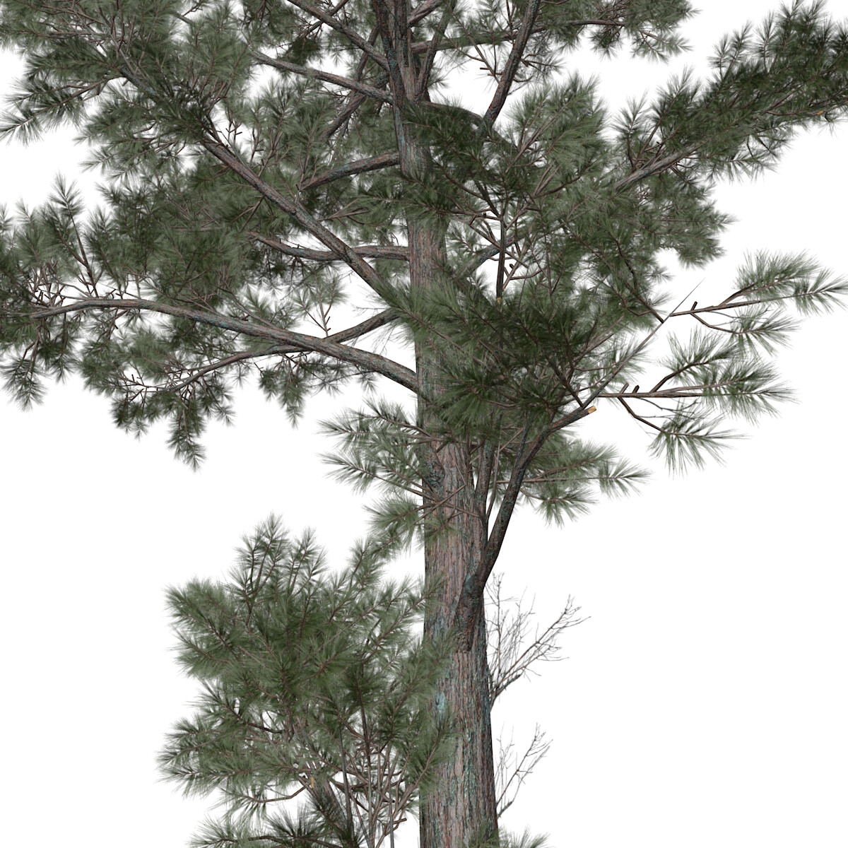 ArtStation - Scots Pine #06 (FBX) - High Poly Tree (3D Model) | Resources