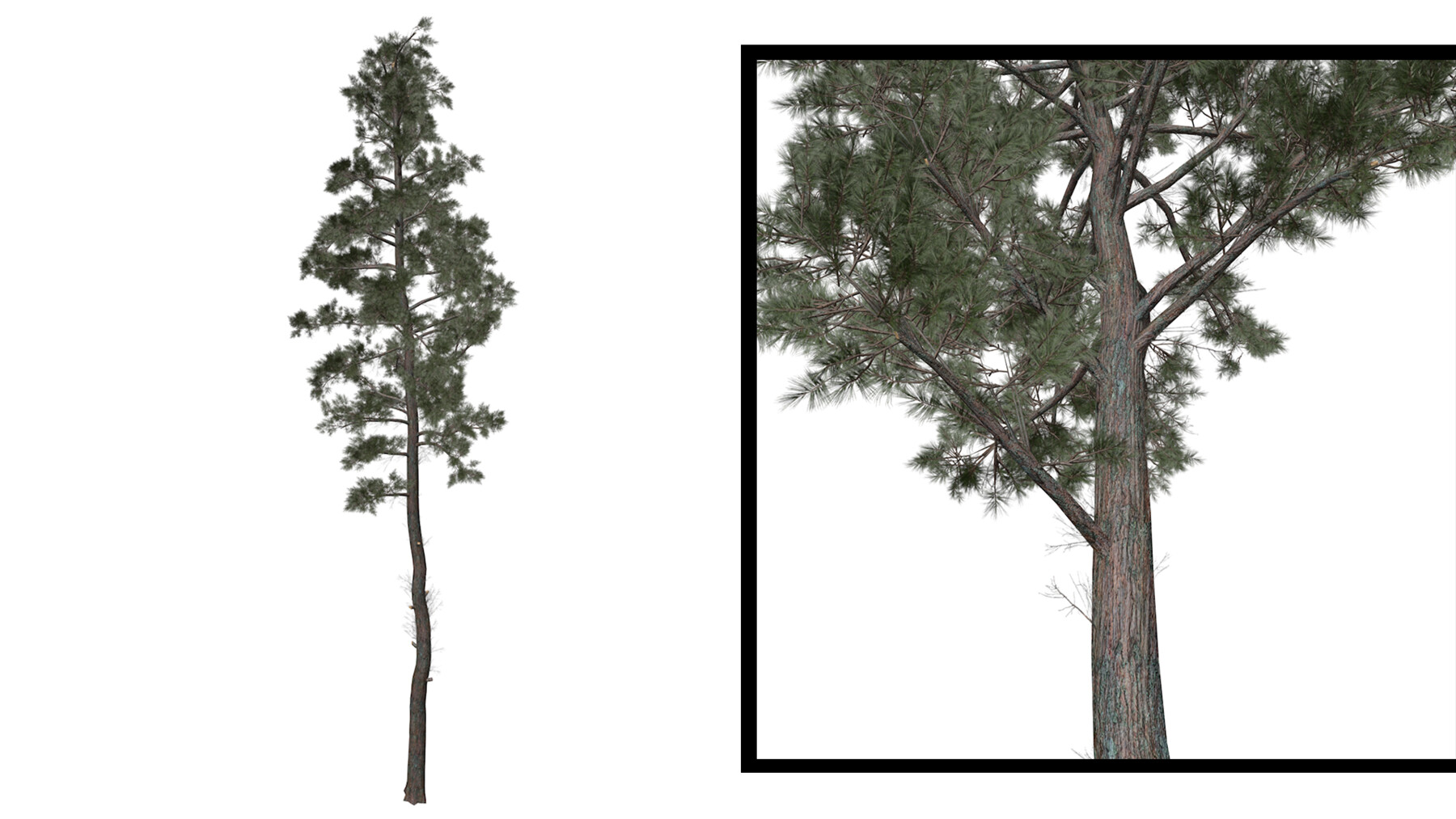 ArtStation - Scots Pine #07 (FBX) - High Poly Tree (3D Model) | Resources