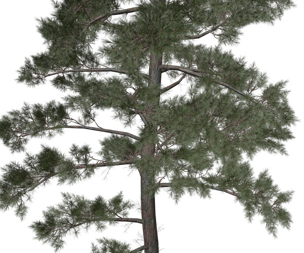 ArtStation - Scots Pine #08 (FBX) - High Poly Tree (3D Model) | Resources