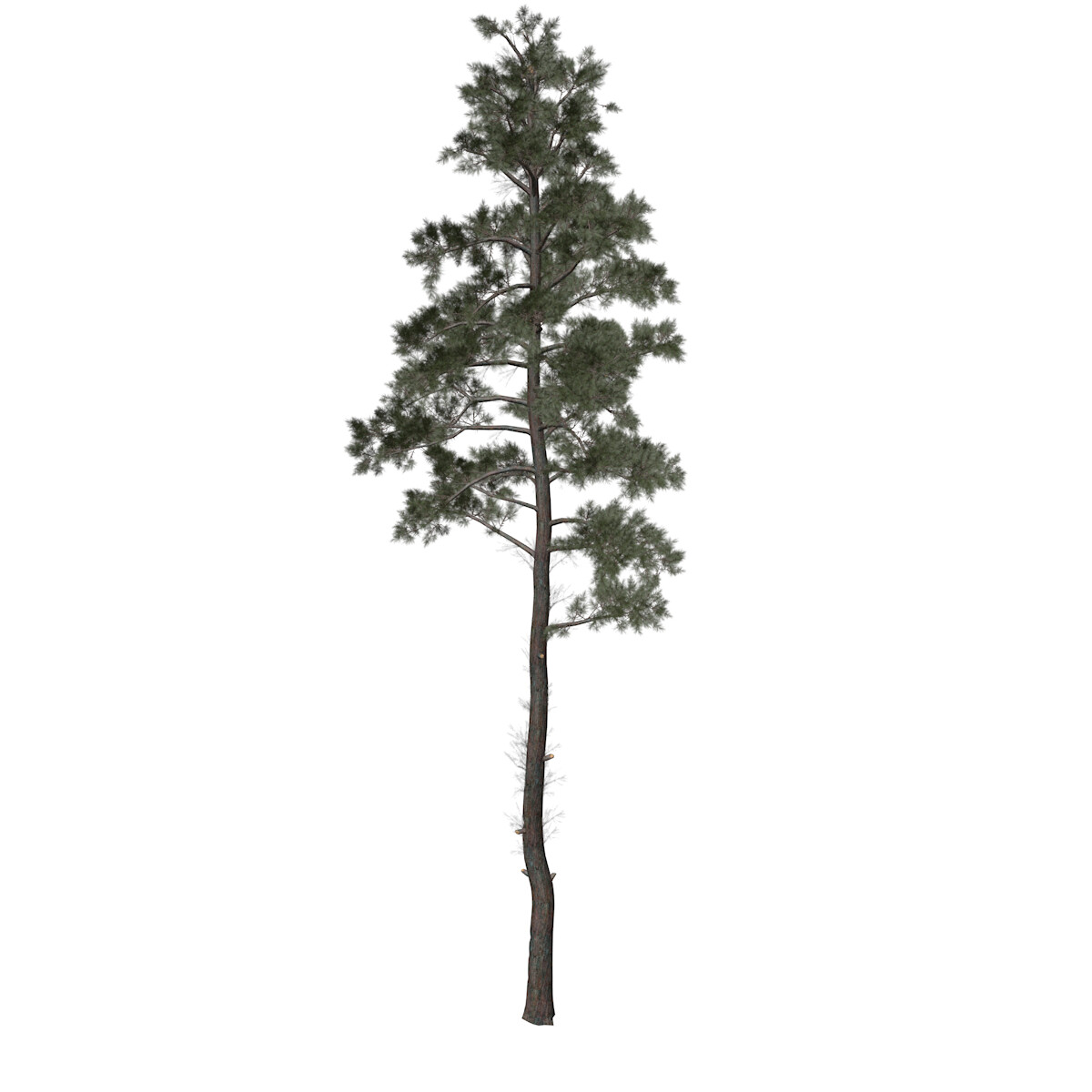 ArtStation - Scots Pine #09 (FBX) - High Poly Tree (3D Model) | Resources