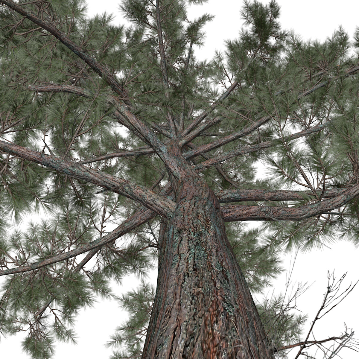ArtStation - Scots Pine #09 (FBX) - High Poly Tree (3D Model) | Resources