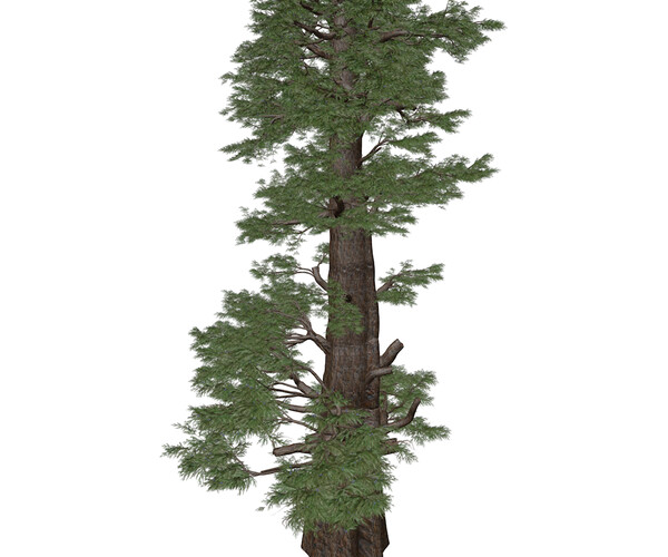 ArtStation - Western Juniper #02 (FBX) - High Poly Tree (3D Model ...