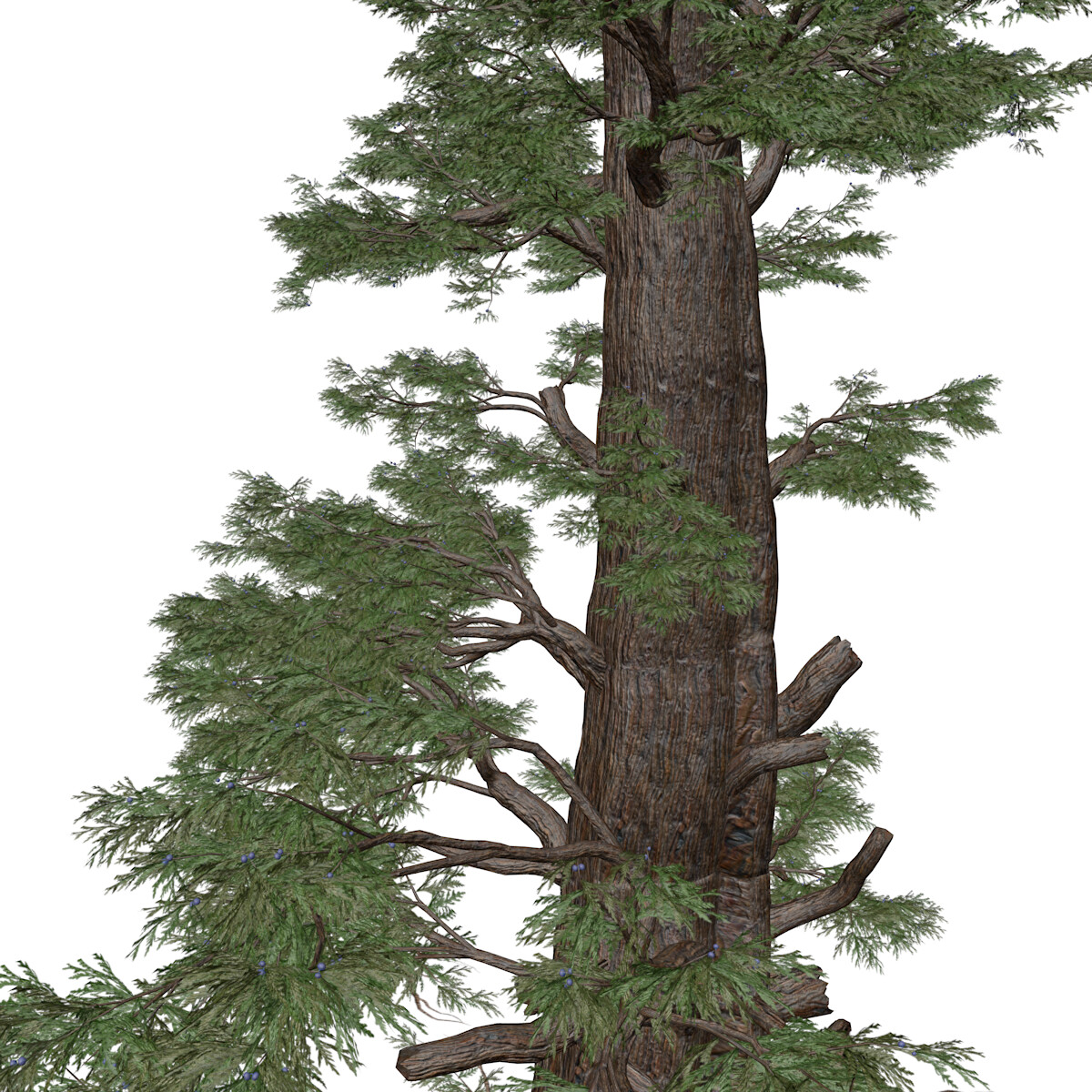 ArtStation - Western Juniper #02 (FBX) - High Poly Tree (3D Model ...