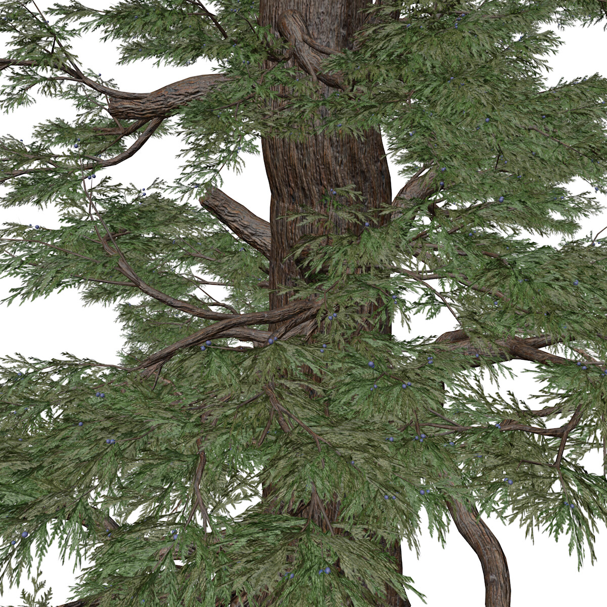 ArtStation - Western Juniper #03 (FBX) - High Poly Tree (3D Model ...