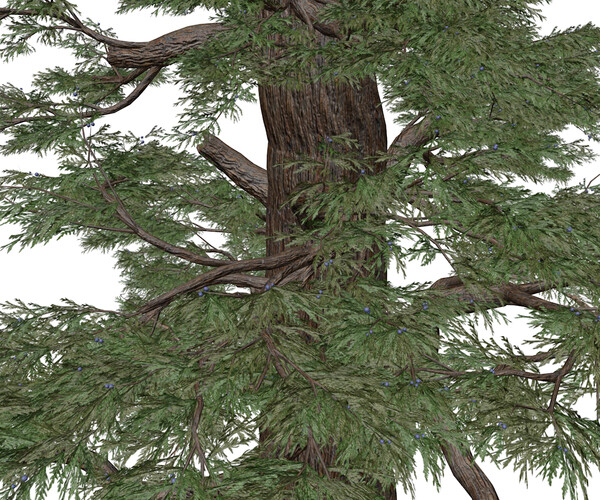 ArtStation - Western Juniper #03 (FBX) - High Poly Tree (3D Model ...