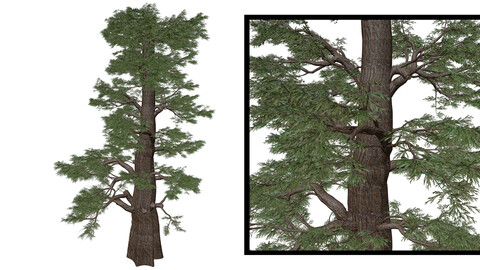 ArtStation - Western Juniper #04 (FBX) - High Poly Tree (3D Model ...