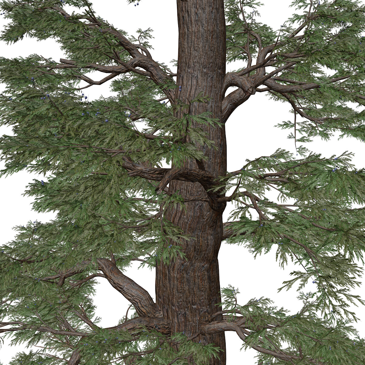 ArtStation - Western Juniper #04 (FBX) - High Poly Tree (3D Model ...