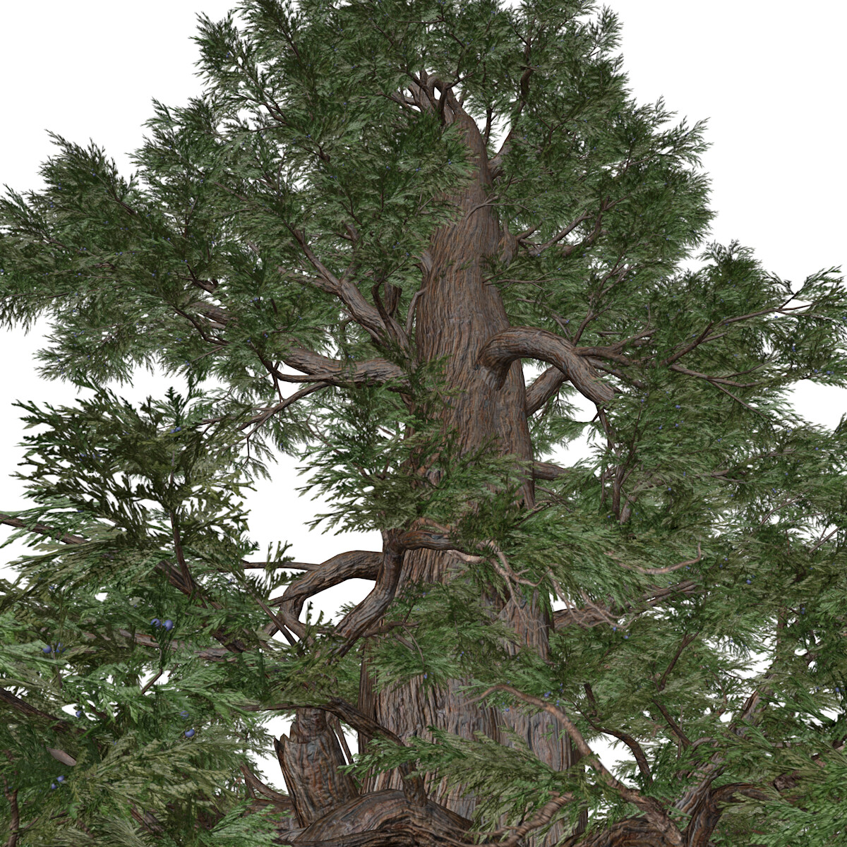 ArtStation - Western Juniper #06 (FBX) - High Poly Tree (3D Model ...