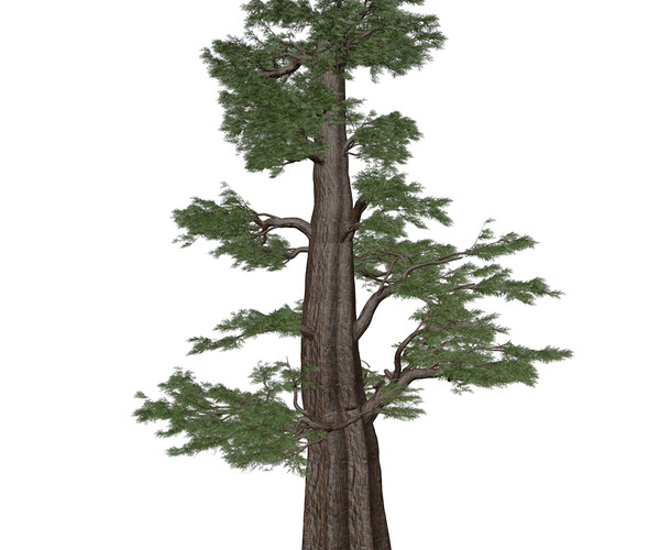ArtStation - Western Juniper #07 (FBX) - High Poly Tree (3D Model ...