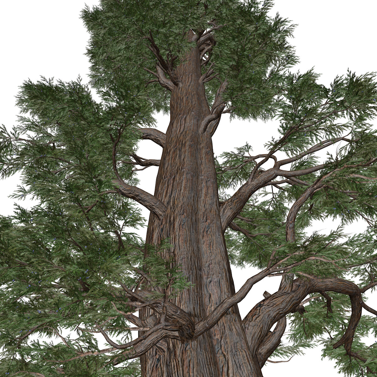 ArtStation - Western Juniper #07 (FBX) - High Poly Tree (3D Model ...