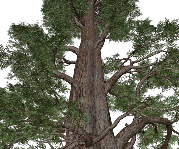 ArtStation - Western Juniper #07 (FBX) - High Poly Tree (3D Model ...