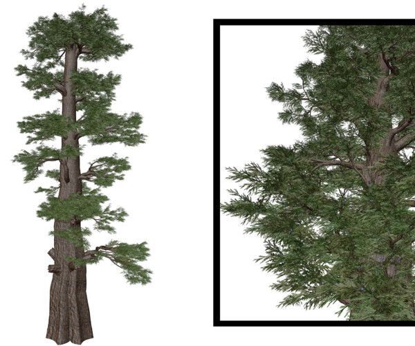 ArtStation - Western Juniper #08 (FBX) - High Poly Tree (3D Model ...