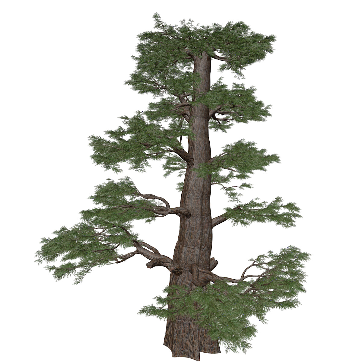 ArtStation - Western Juniper #09 (FBX) - High Poly Tree (3D Model ...