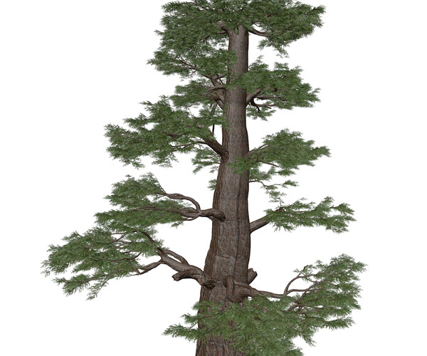 ArtStation - Western Juniper #09 (FBX) - High Poly Tree (3D Model ...