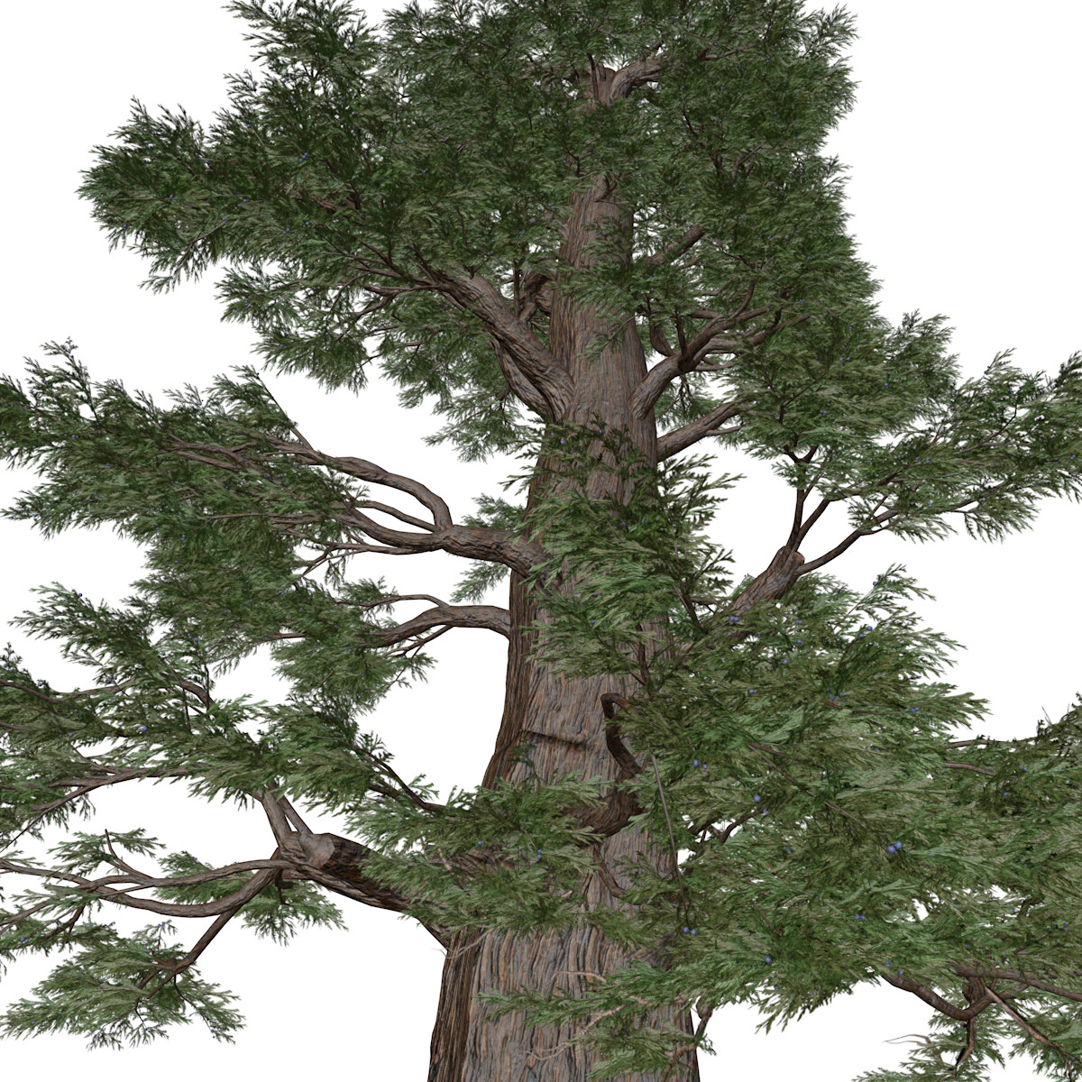 ArtStation - Western Juniper #09 (FBX) - High Poly Tree (3D Model ...