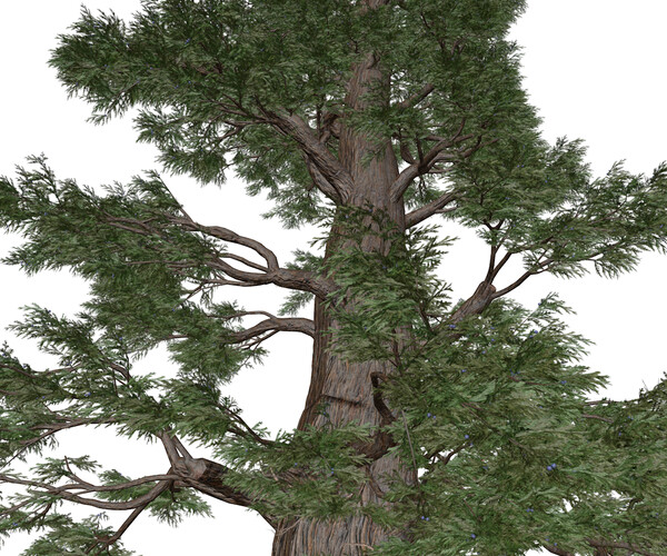 ArtStation - Western Juniper #09 (FBX) - High Poly Tree (3D Model ...