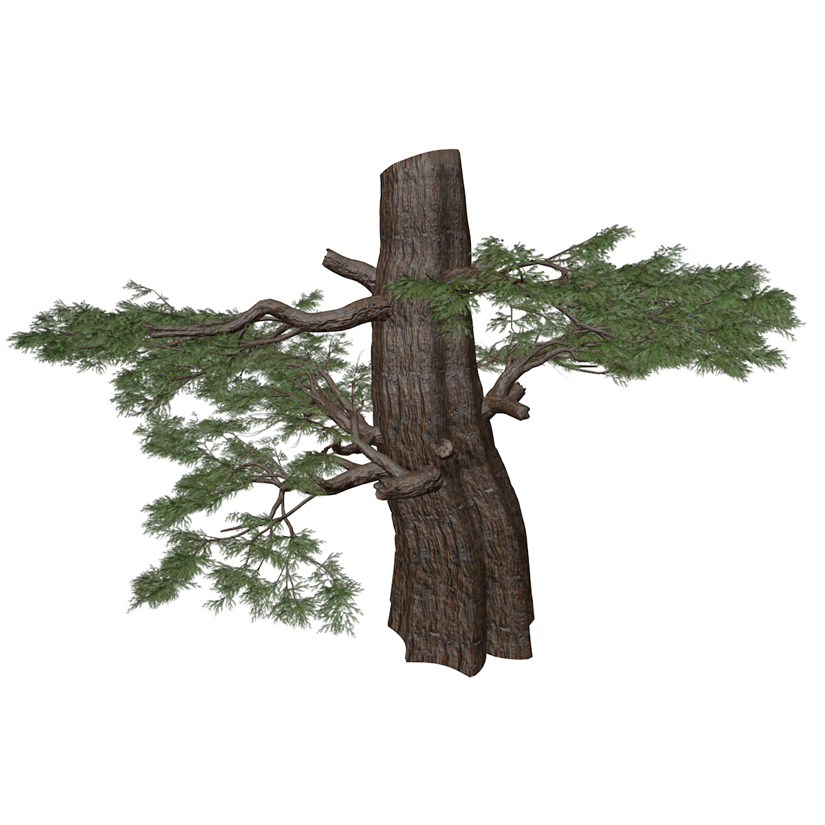 ArtStation - Western Juniper #10 (FBX) - High Poly Tree (3D Model ...
