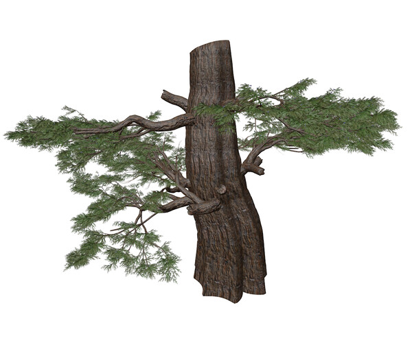 ArtStation - Western Juniper #10 (FBX) - High Poly Tree (3D Model ...