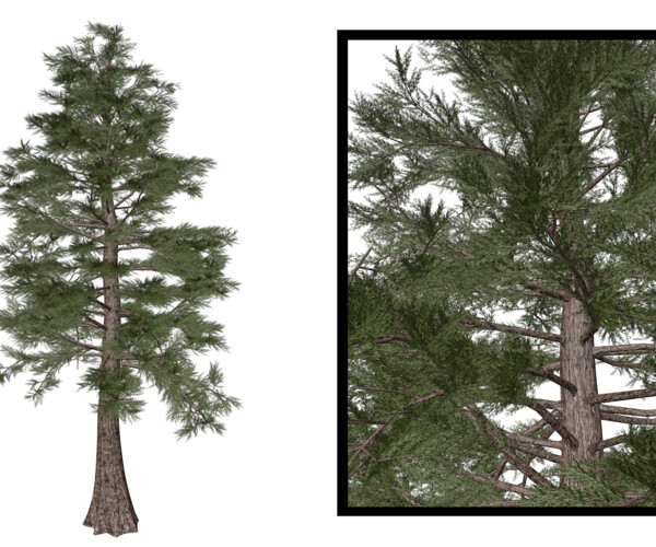 ArtStation - Western Red Cedar #01 (FBX) - High Poly Tree (3D Model ...