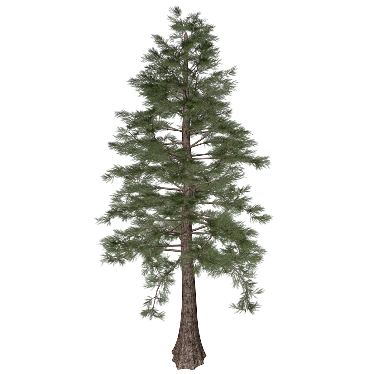 ArtStation - Western Red Cedar #04 (FBX) - High Poly Tree (3D Model ...