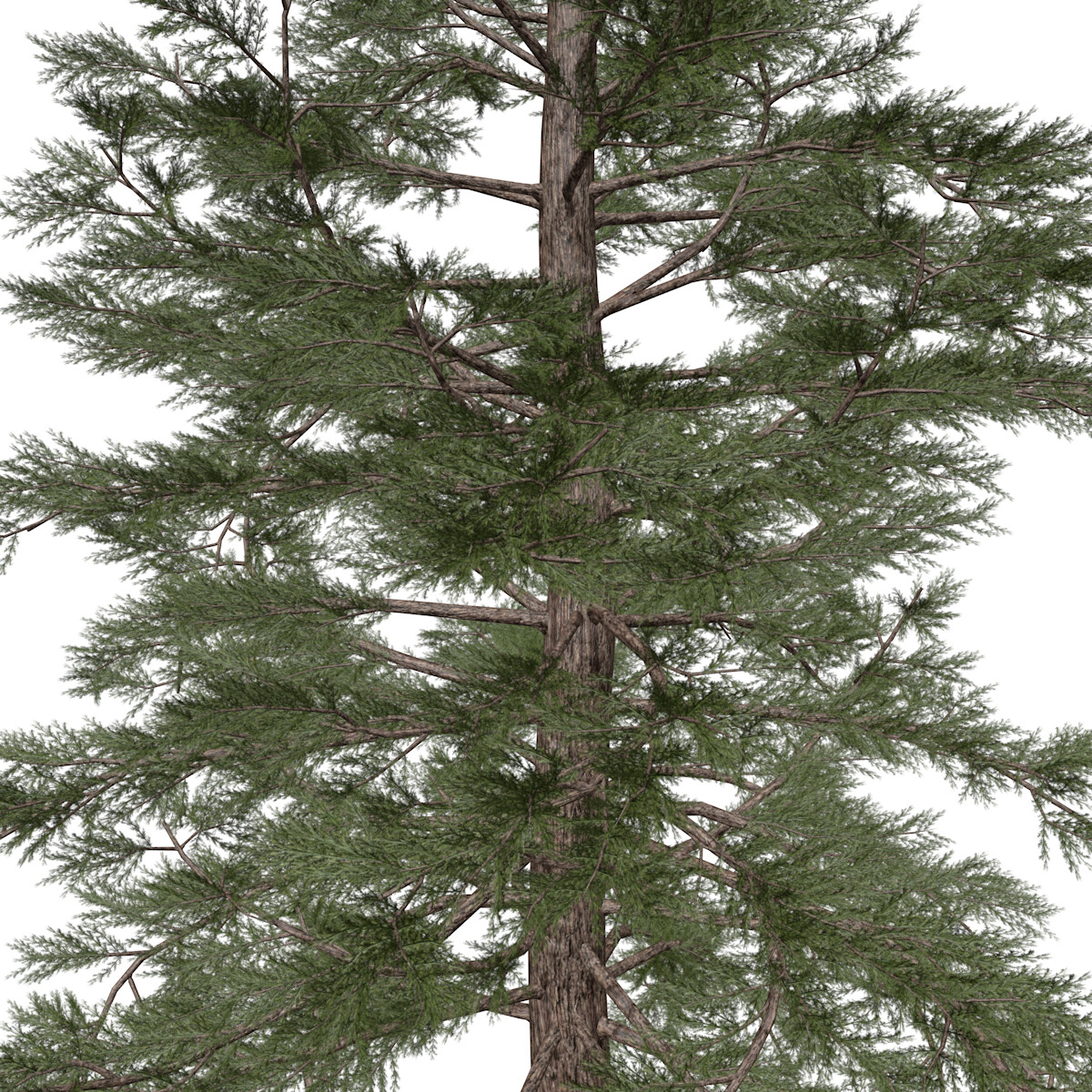 ArtStation - Western Red Cedar #04 (FBX) - High Poly Tree (3D Model ...