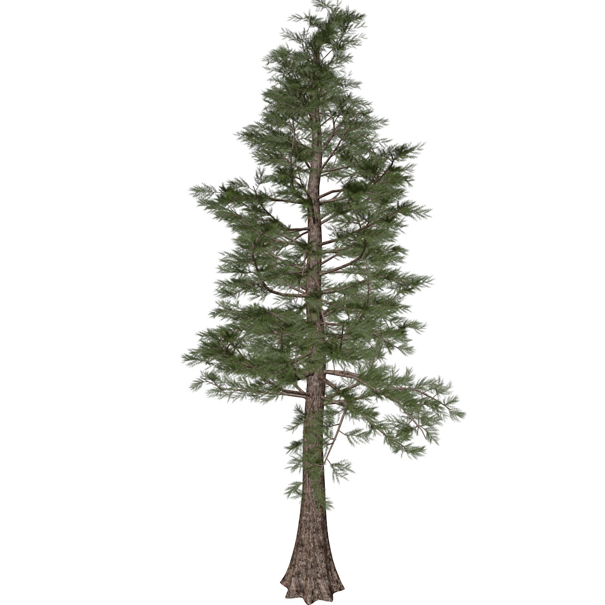ArtStation - Western Red Cedar #06 (FBX) - High Poly Tree (3D Model ...