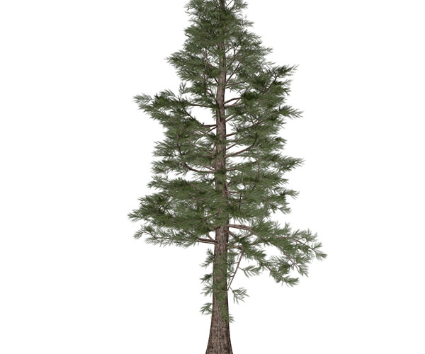 ArtStation - Western Red Cedar #06 (FBX) - High Poly Tree (3D Model ...
