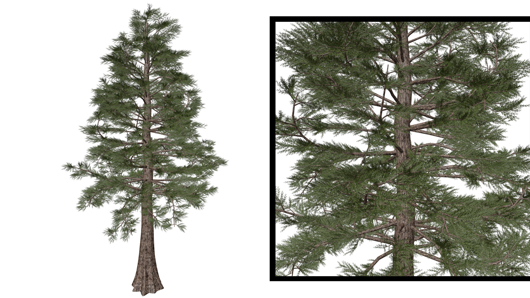ArtStation - Western Red Cedar #07 (FBX) - High Poly Tree (3D Model ...