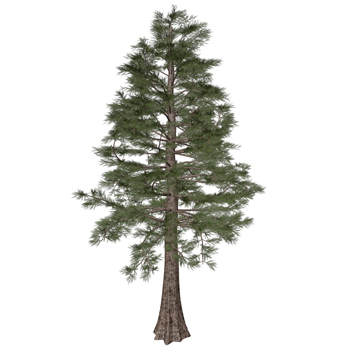 ArtStation - Western Red Cedar #07 (FBX) - High Poly Tree (3D Model ...