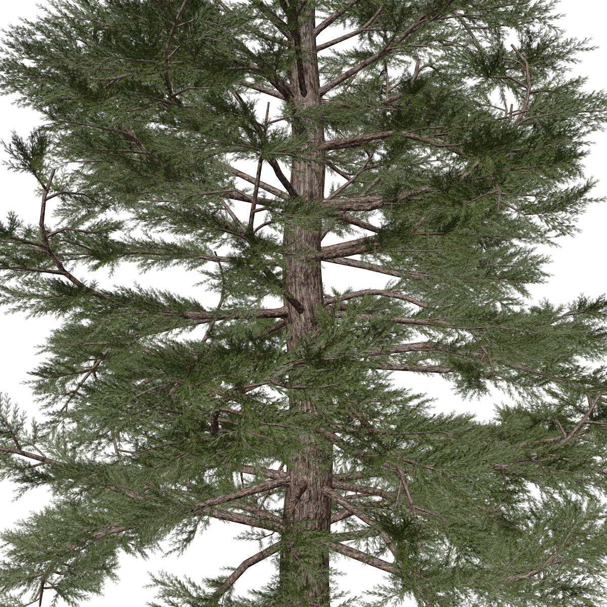 ArtStation - Western Red Cedar #07 (FBX) - High Poly Tree (3D Model ...