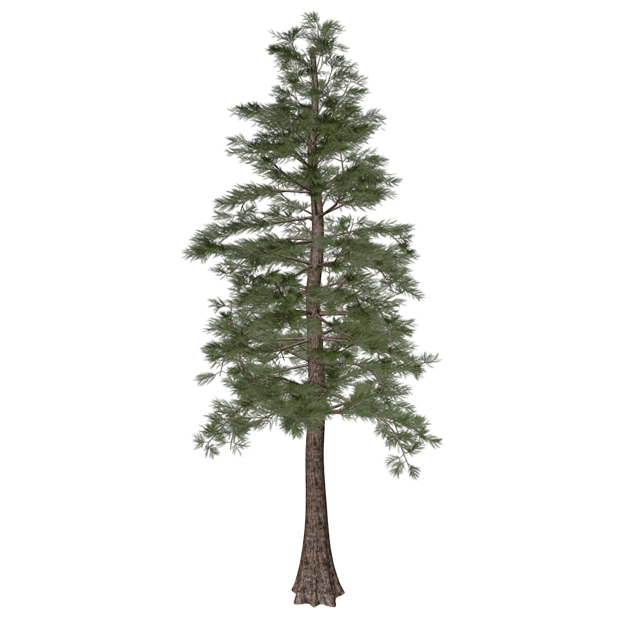ArtStation - Western Red Cedar #08 (FBX) - High Poly Tree (3D Model ...