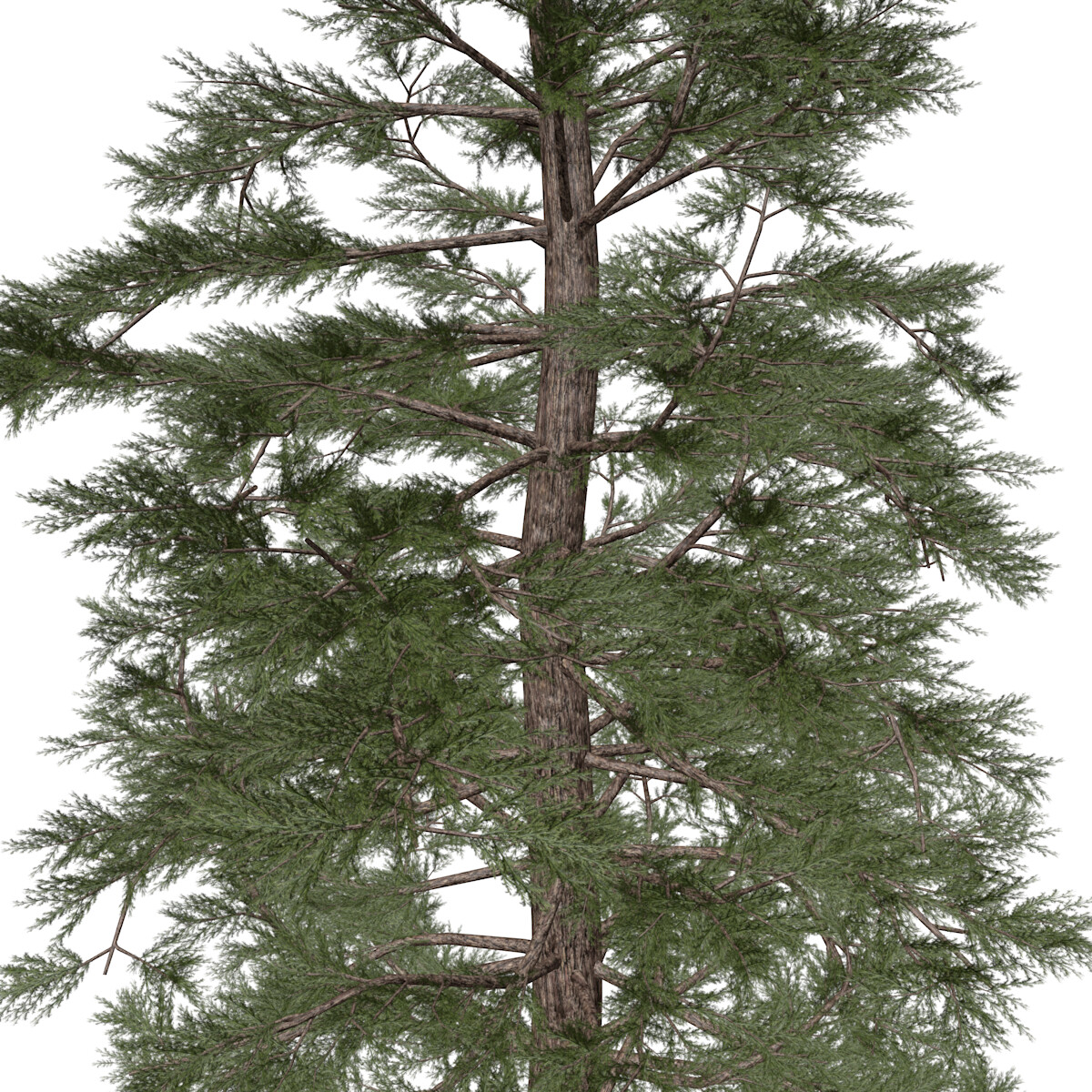 ArtStation - Western Red Cedar #08 (FBX) - High Poly Tree (3D Model ...