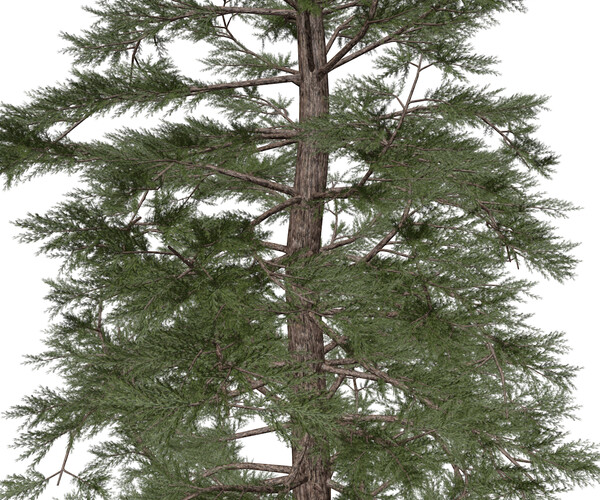 ArtStation - Western Red Cedar #08 (FBX) - High Poly Tree (3D Model ...