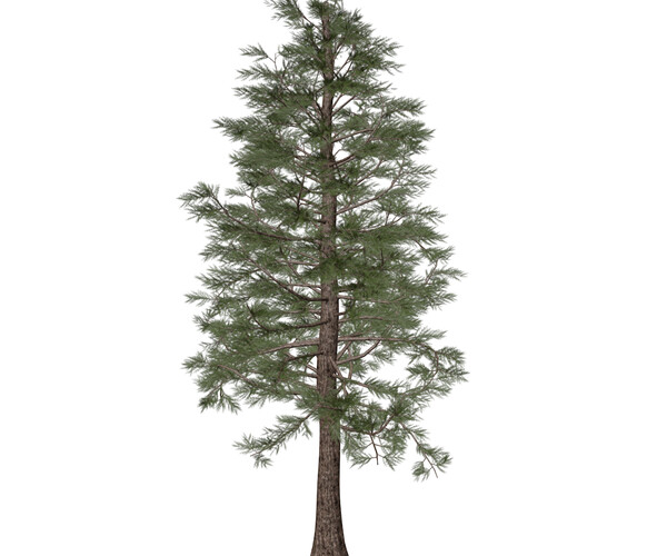 ArtStation - Western Red Cedar #09 (FBX) - High Poly Tree (3D Model ...