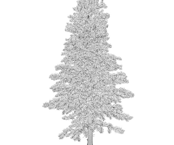 ArtStation - White Fir #05 (FBX) - High Poly Tree (3D Model) | Resources