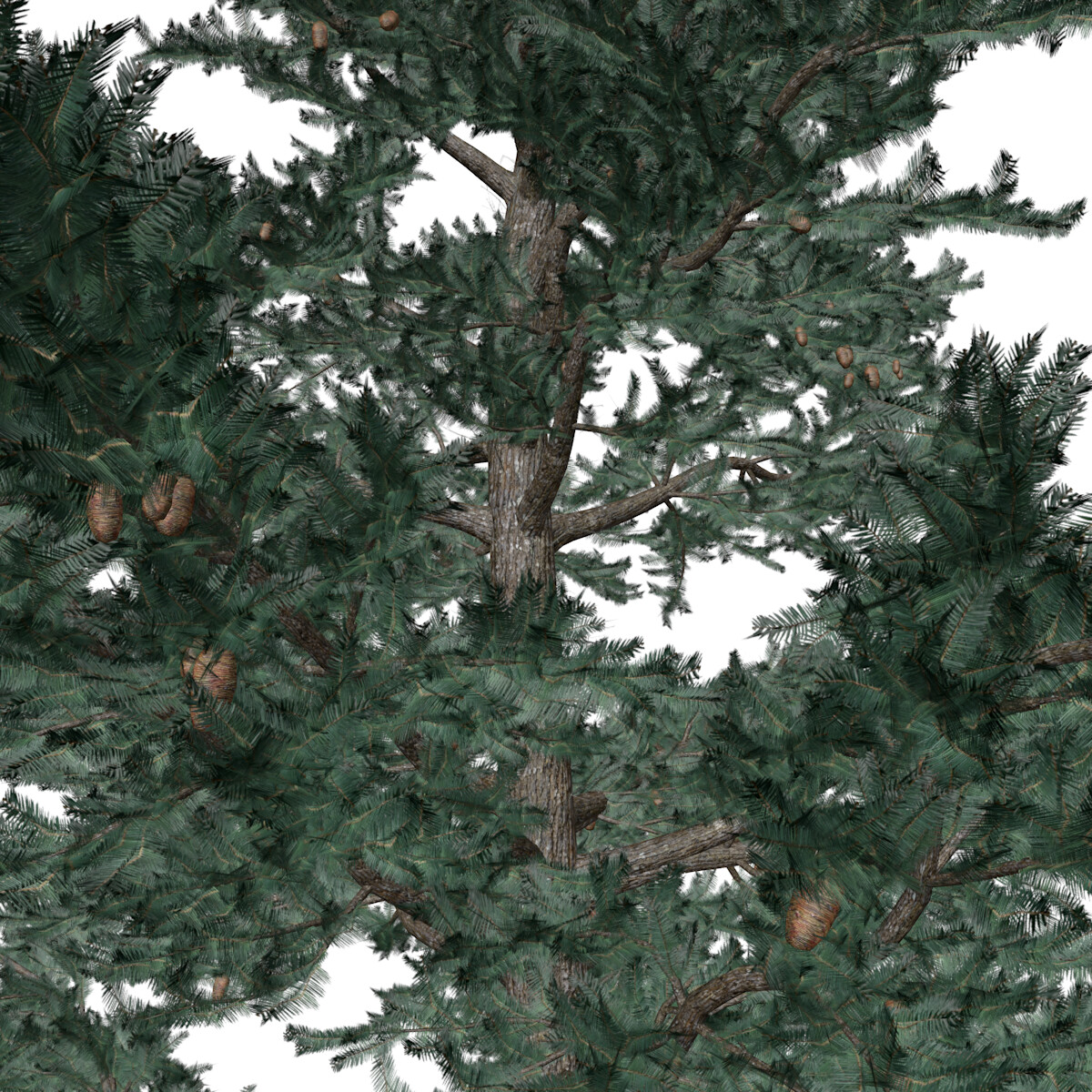 ArtStation - White Fir #07 (FBX) - High Poly Tree (3D Model) | Resources