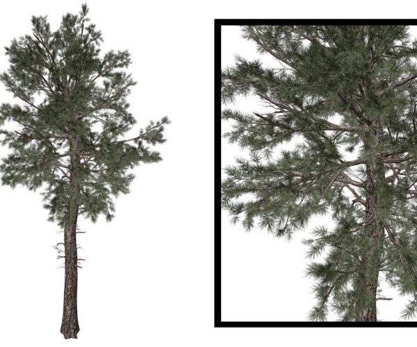 ArtStation - Loblolly Pine #01 (FBX) - High Poly Tree (3D Model ...