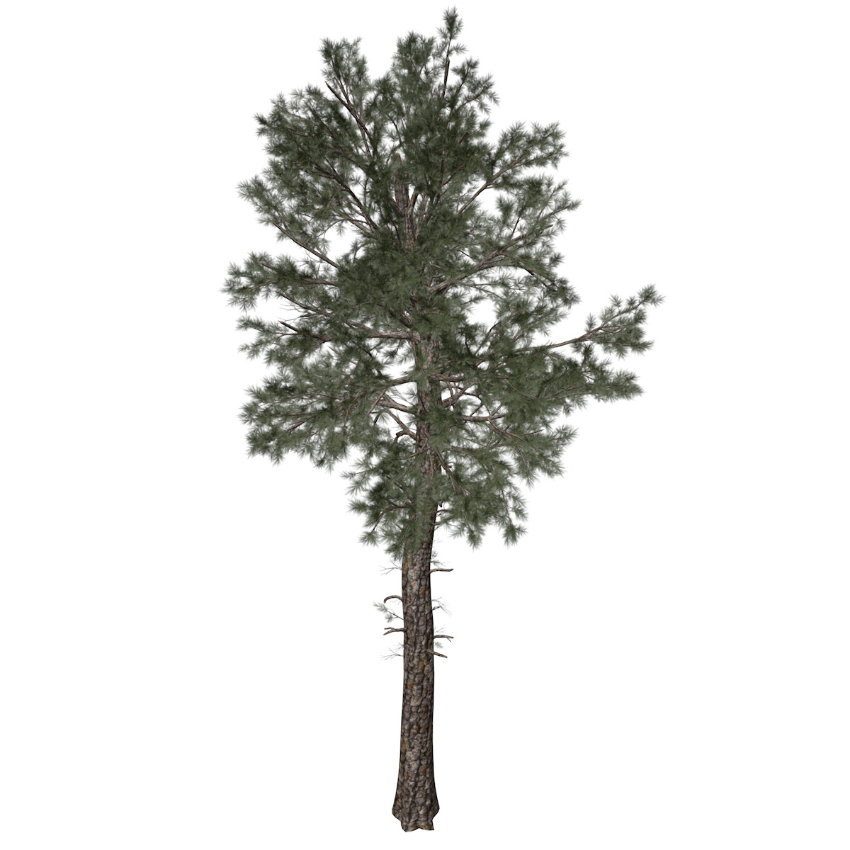 ArtStation - Loblolly Pine #01 (FBX) - High Poly Tree (3D Model ...