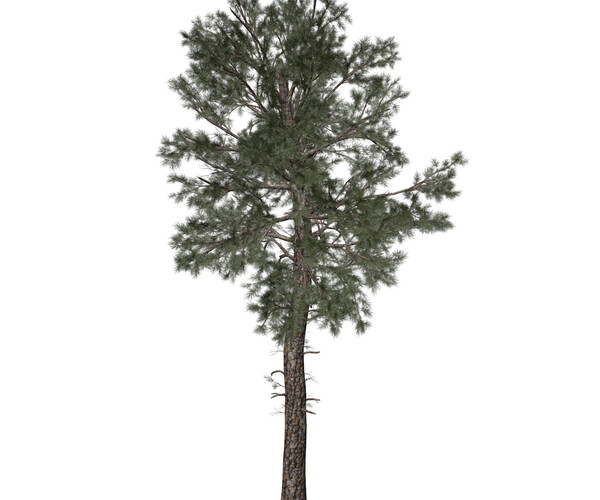 ArtStation - Loblolly Pine #01 (FBX) - High Poly Tree (3D Model ...