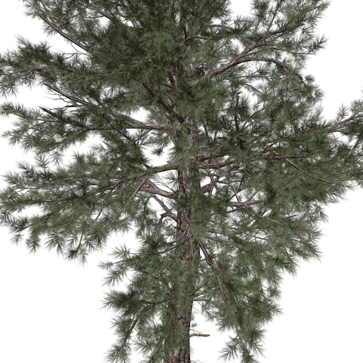 ArtStation - Loblolly Pine #01 (FBX) - High Poly Tree (3D Model ...