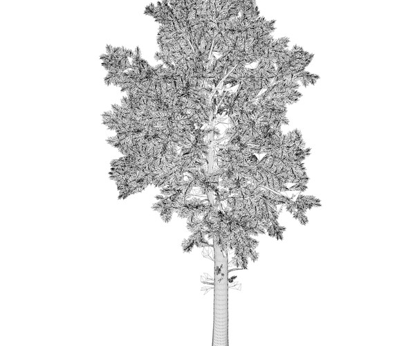 ArtStation - Loblolly Pine #02 (FBX) - High Poly Tree (3D Model ...