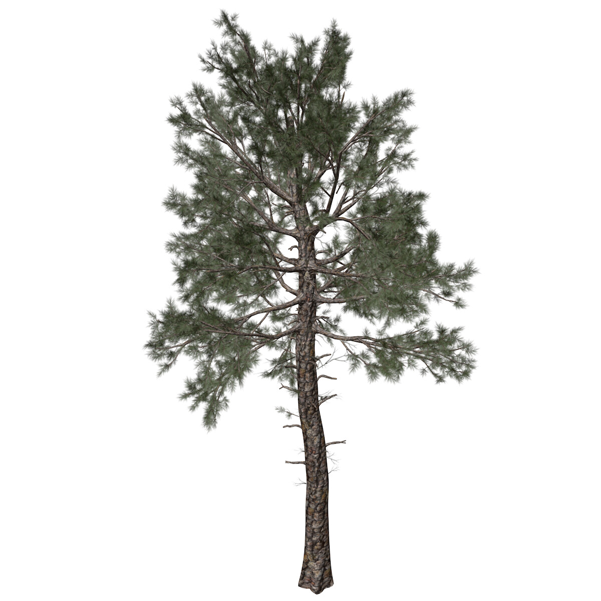 ArtStation - Loblolly Pine #03 (FBX) - High Poly Tree (3D Model ...