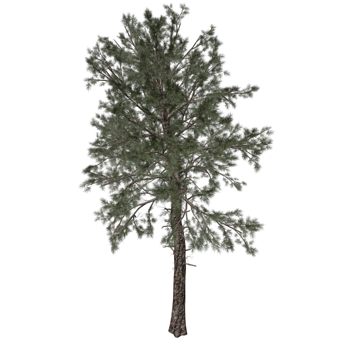 ArtStation - Loblolly Pine #04 (FBX) - High Poly Tree (3D Model ...