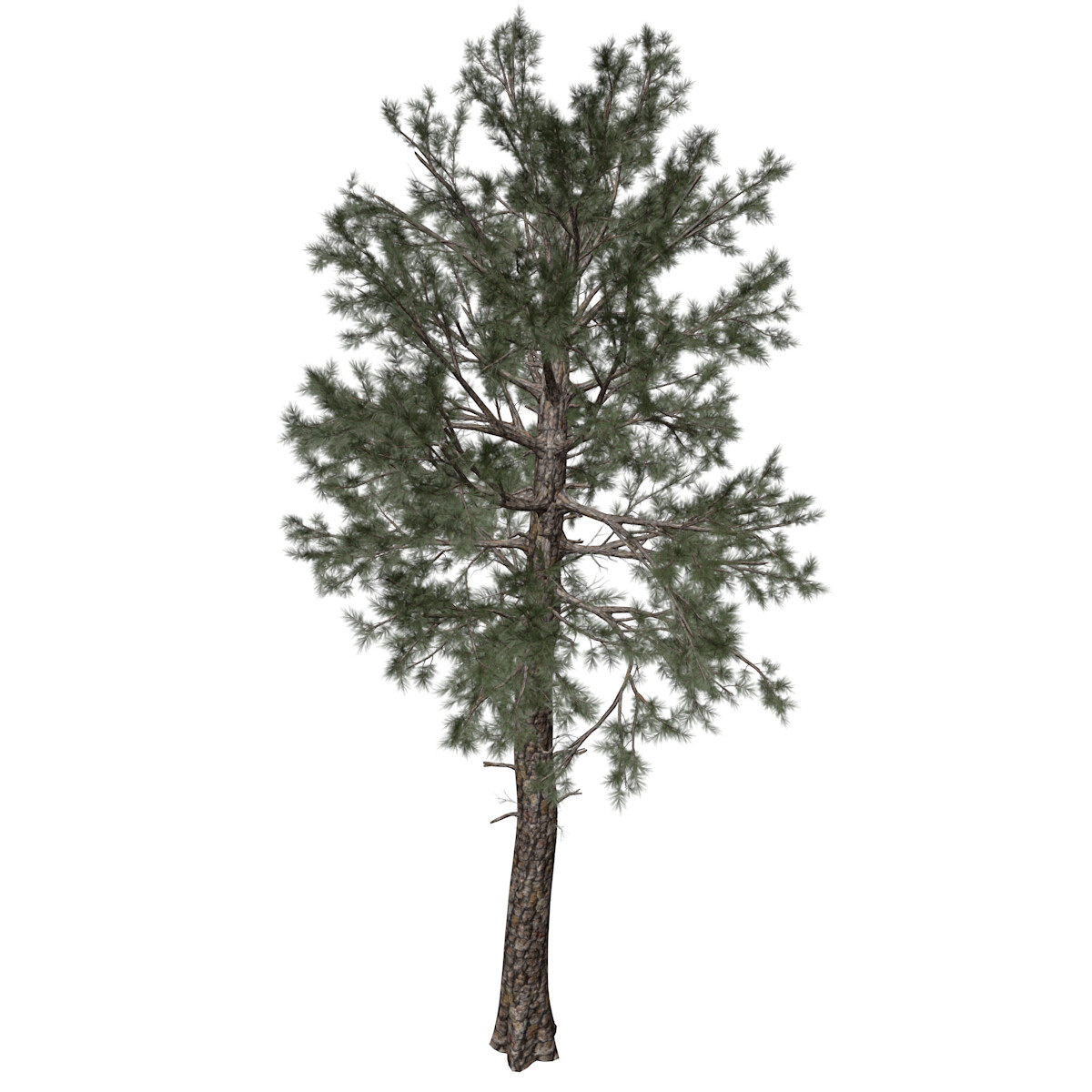 ArtStation - Loblolly Pine #05 (FBX) - High Poly Tree (3D Model ...